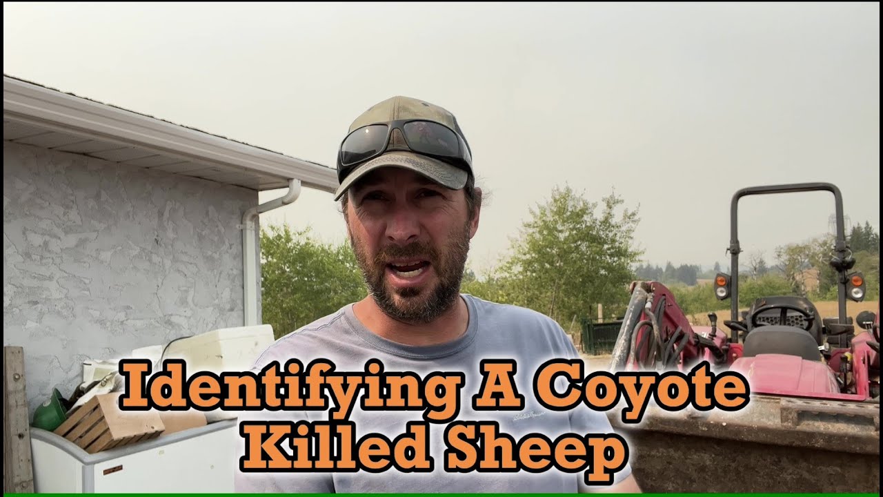 How to Identify and Confirm a Coyote Attack on a Sheep - YouTube