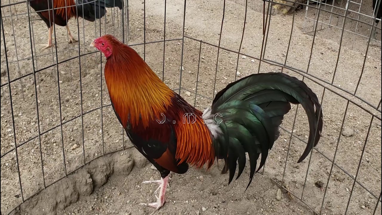 Mira la clase de un Gallo Kelso Campeón, Los mejores Gallos Giros Slick ...