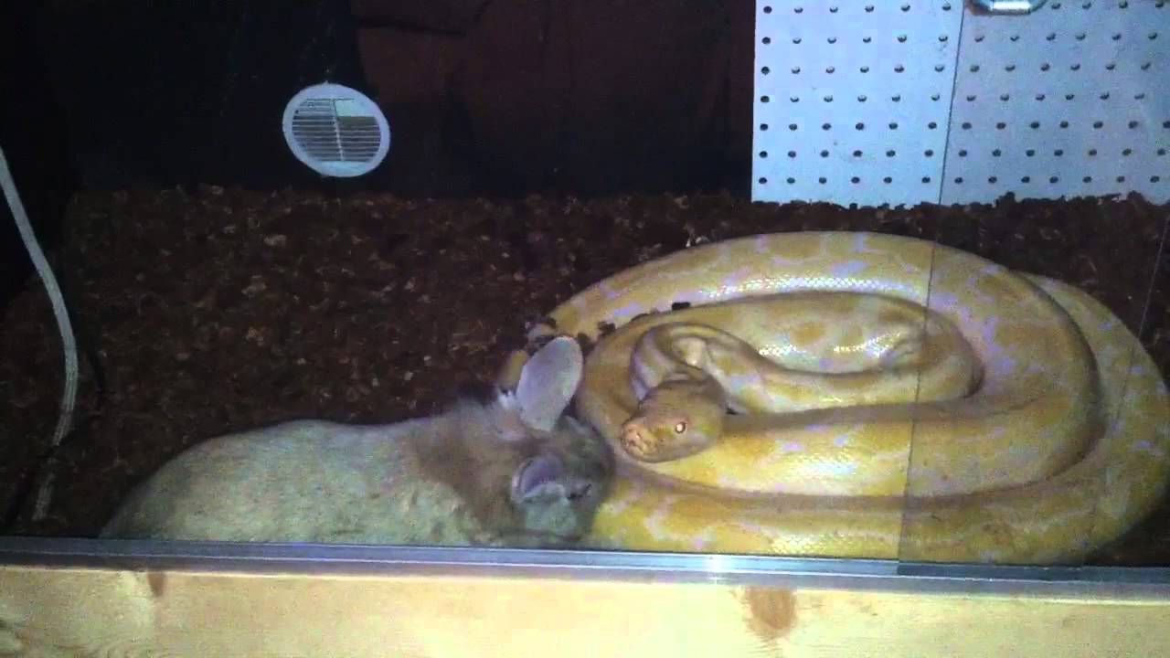 Burmese eating rabbit - YouTube