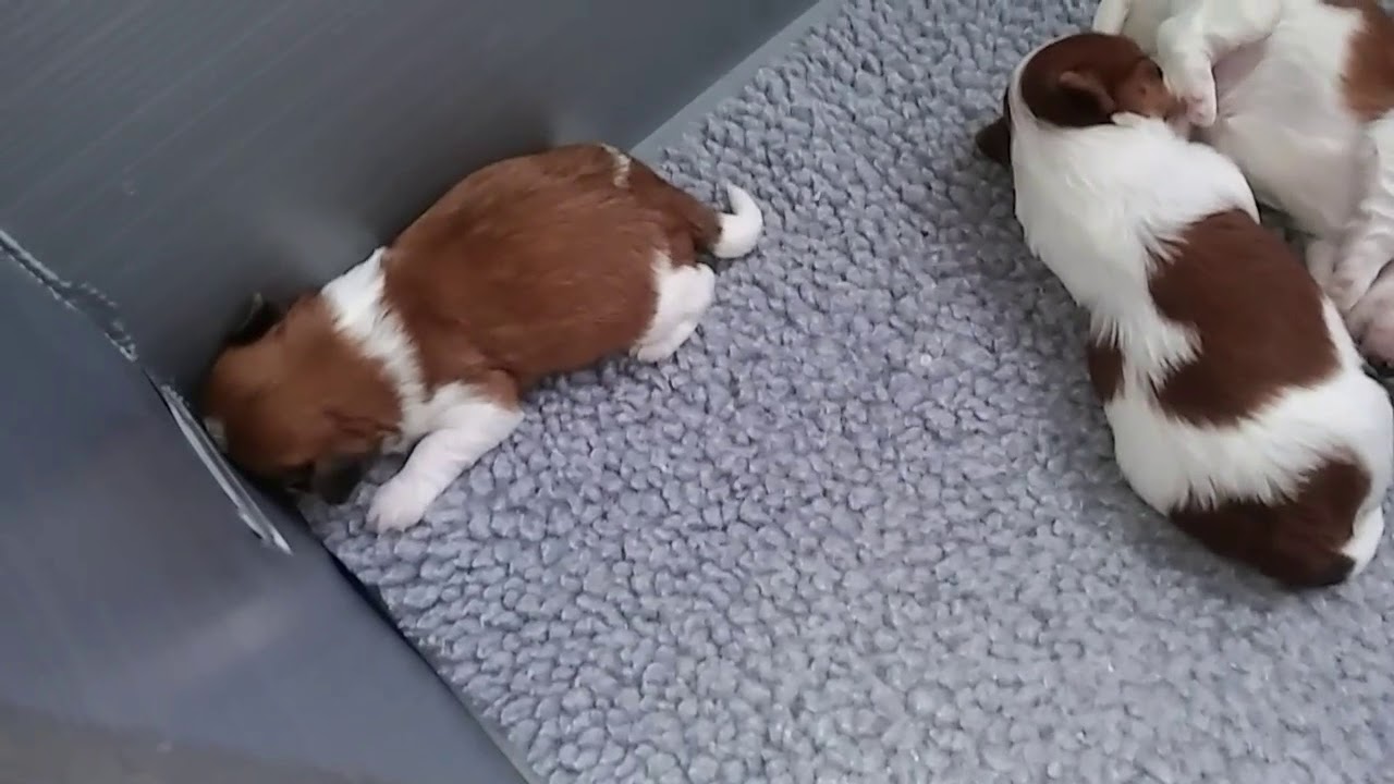 P Litter Day 12(2) - YouTube