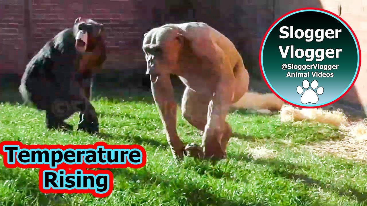 Jambo The Hairless Chimps Temperature Is Rising - YouTube