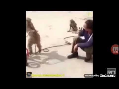 Harun memmedov dublaj