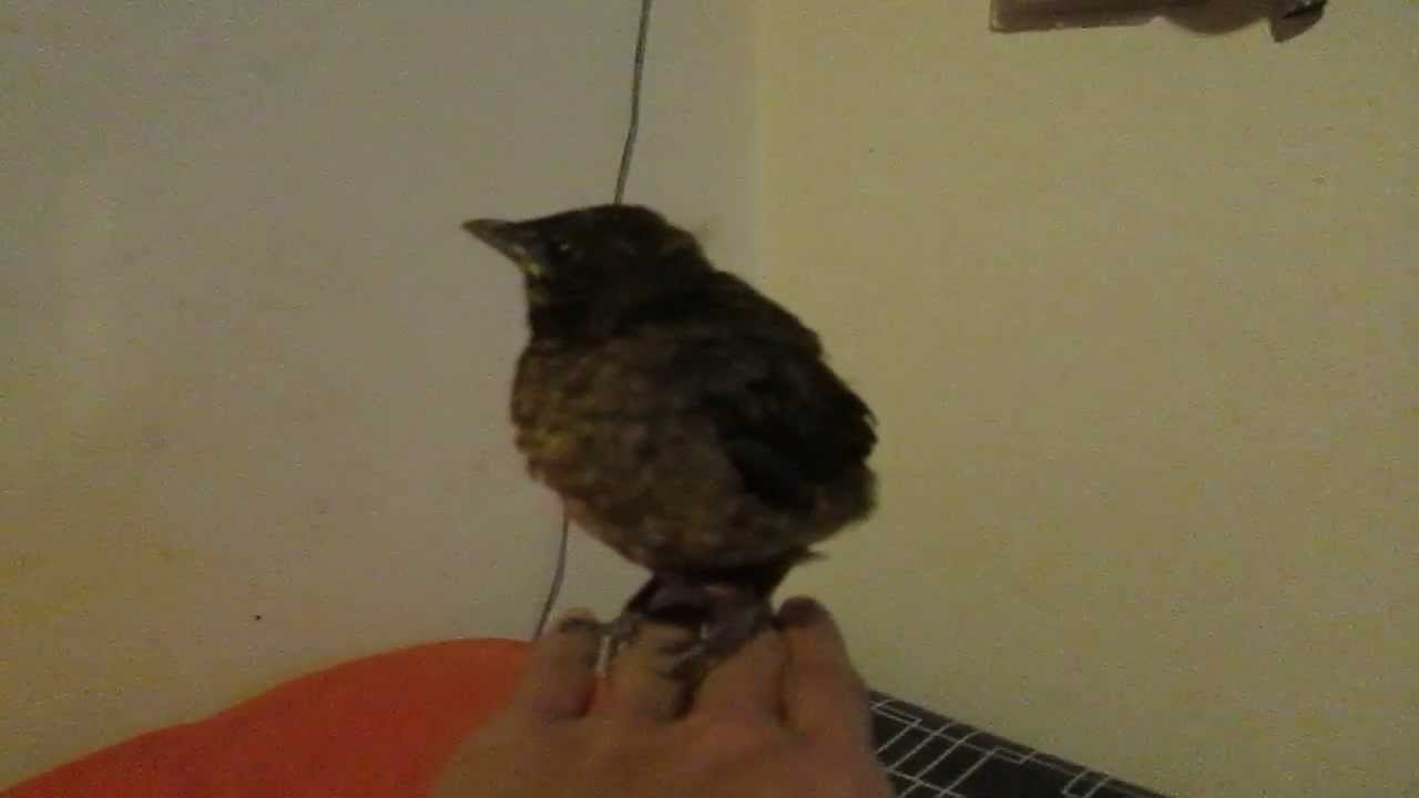 Say Hello to "Phil" the Song Thrush, Latin Name ~ Turdus Philomelos ...