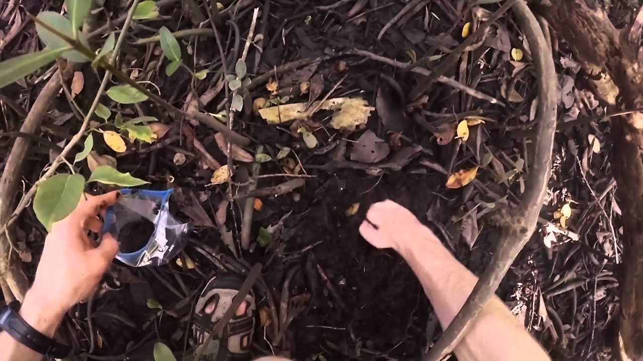 Mangrove sampling - YouTube