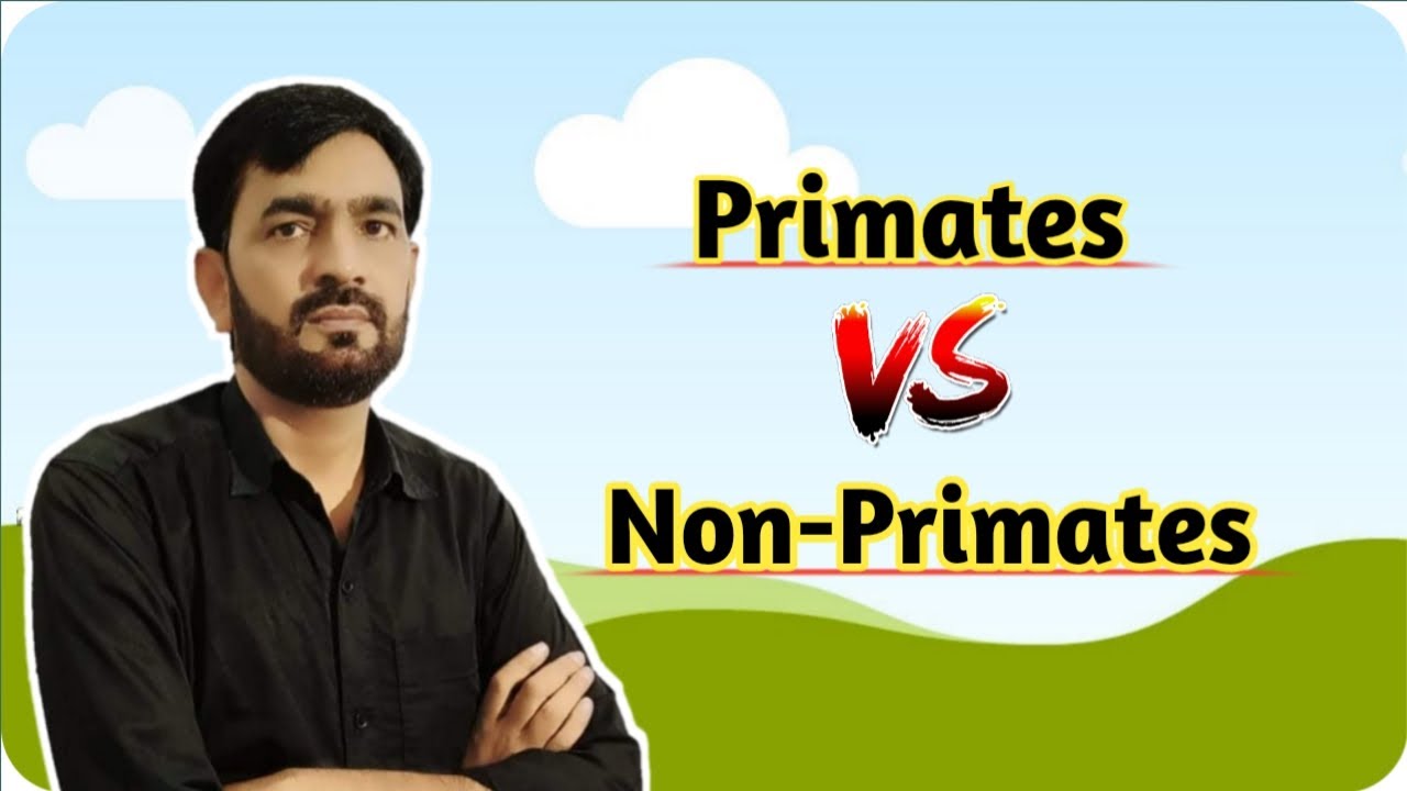 Difference Between Primates And Non-Primates Biology Reproduction - YouTube
