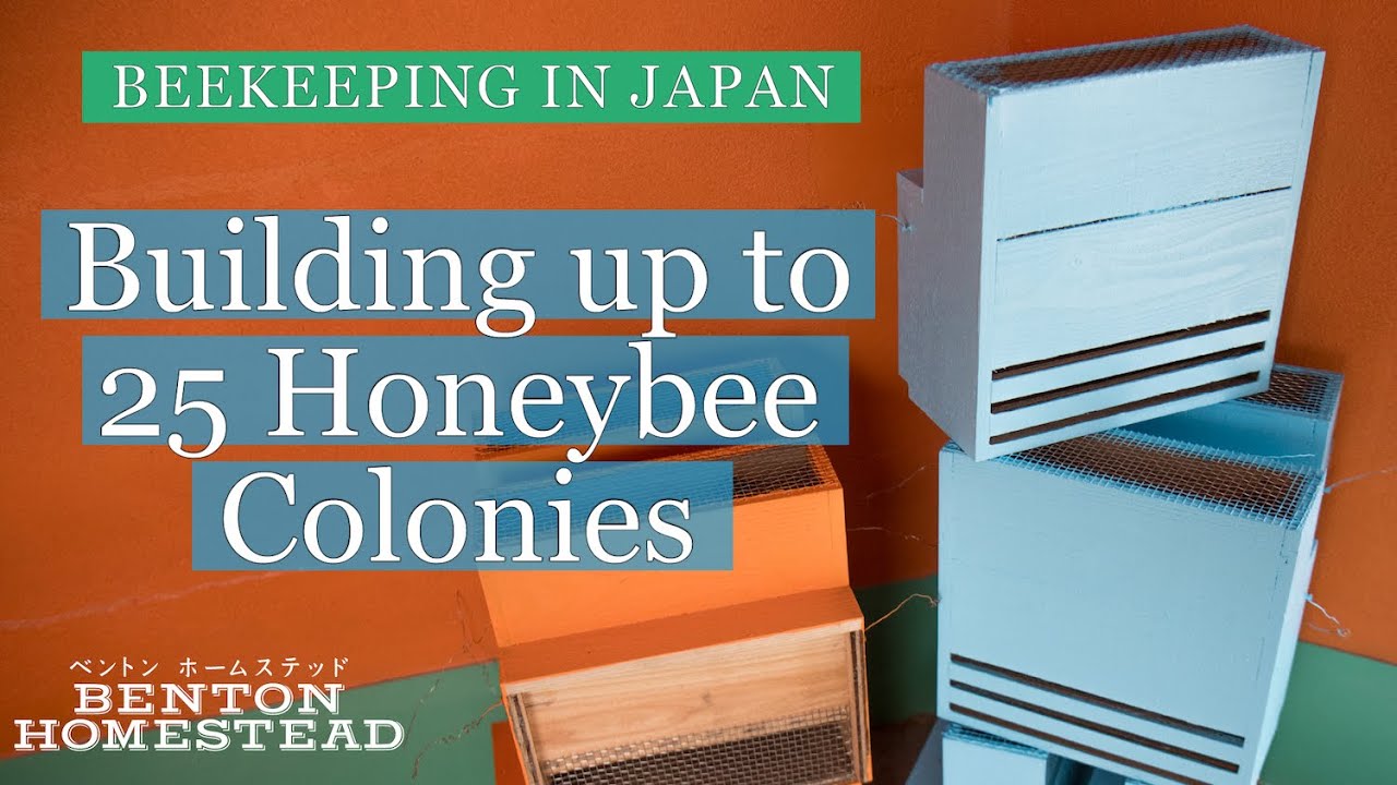 Building up to 25 Honeybee Colonies » Beekeeping in Japan » Ōmishima ...