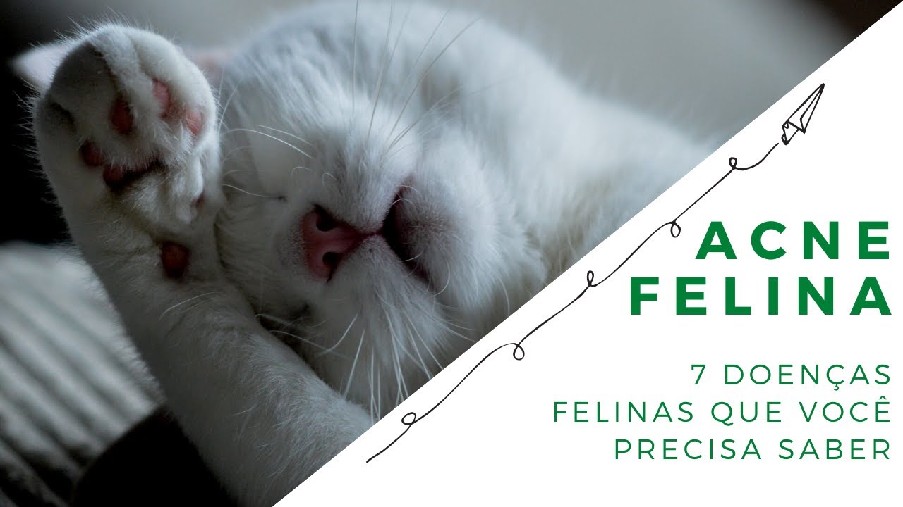 Acne Felina - Diário Felino - YouTube