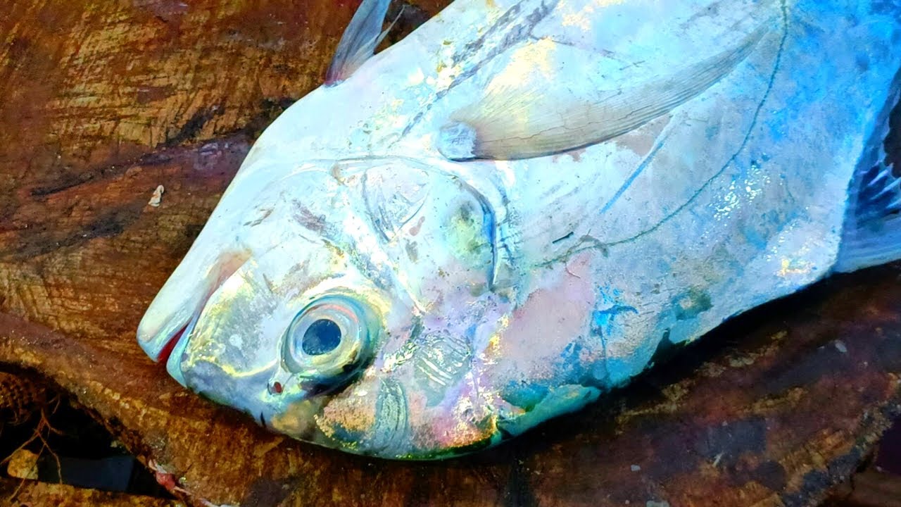 Diamond💎 Trevally Fish (Kannadi Paarai Meen) Cutting Skill / India Fish ...
