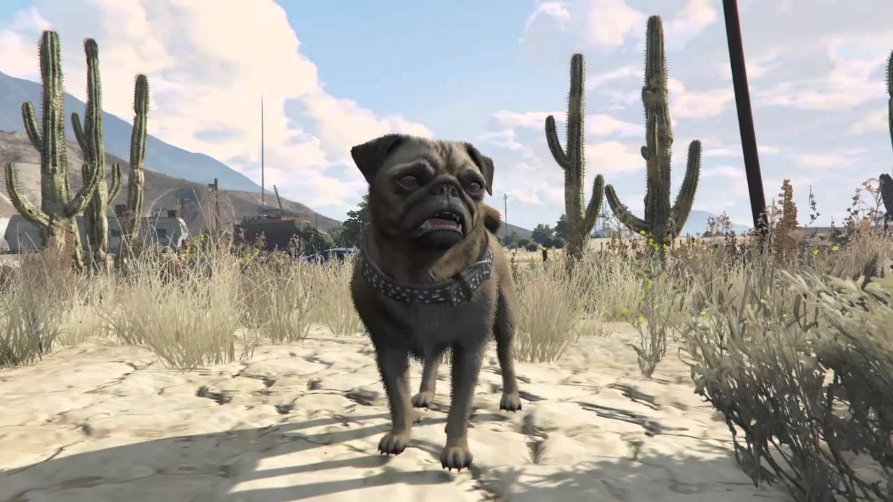 Grand Theft Auto V localização peyote cão pug - YouTube