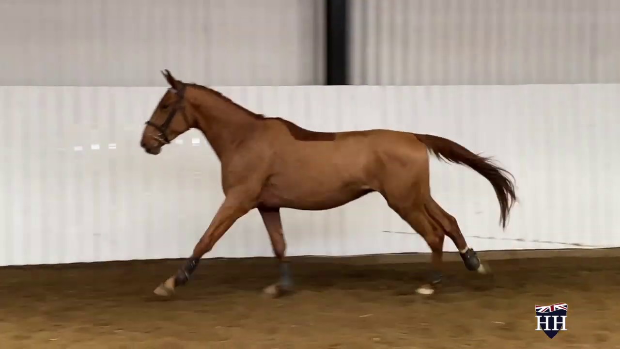 Diamant De Semilly x Stakkato Stallion Born 2017 - YouTube
