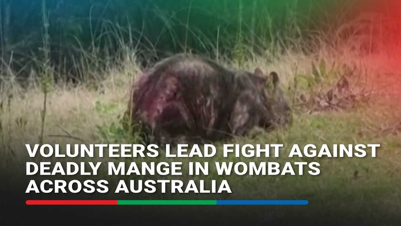 Volunteers lead fight against deadly mange in wombats across Australia ...