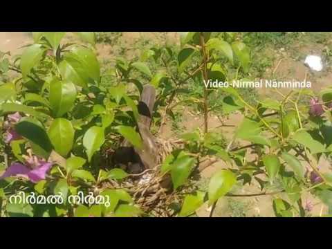 Bull bull bird with nest and egg - YouTube