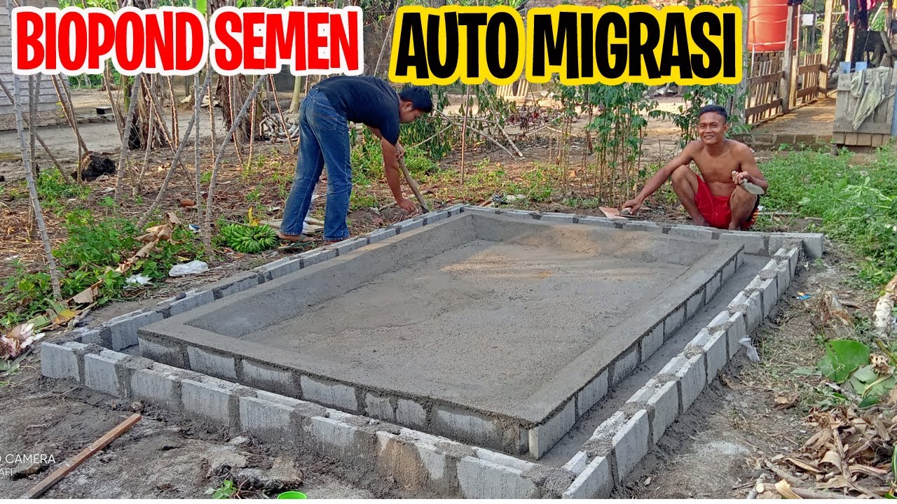 Cara Membuat Biopond Migrasi Otomatis Maggot BSF Dari Semen Permanen ...