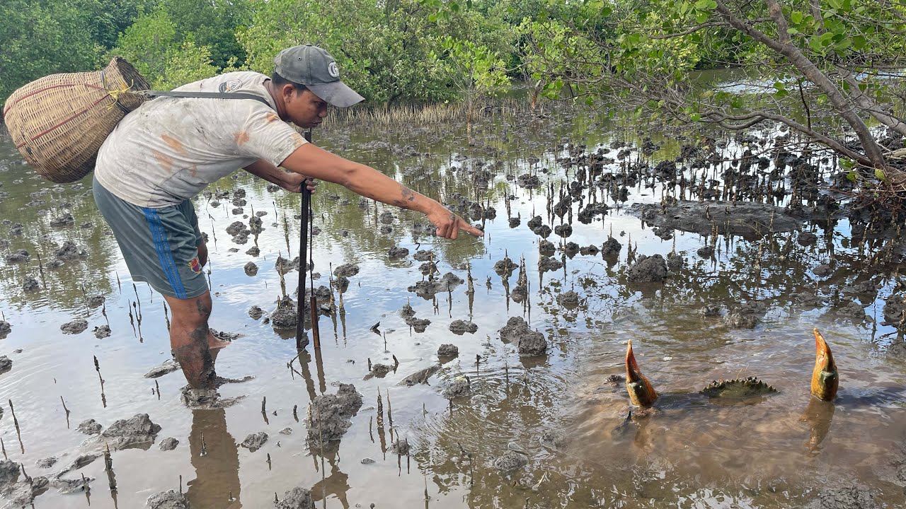 Amazing Catching Huge Mud Crabs In Swamp after Low Tide | Fishing Huge ...