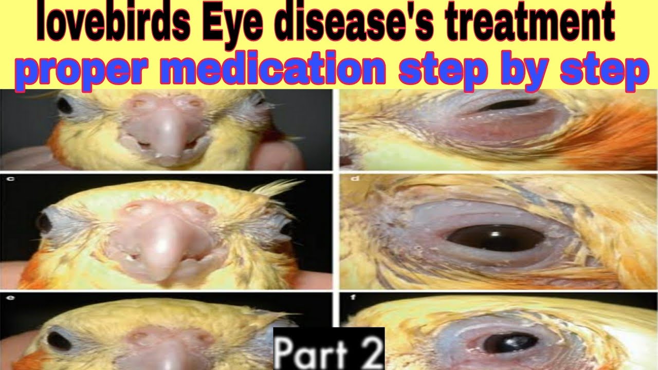 Lovebirds eye problem treatment | Bahawalpur Birds official | #pox # ...