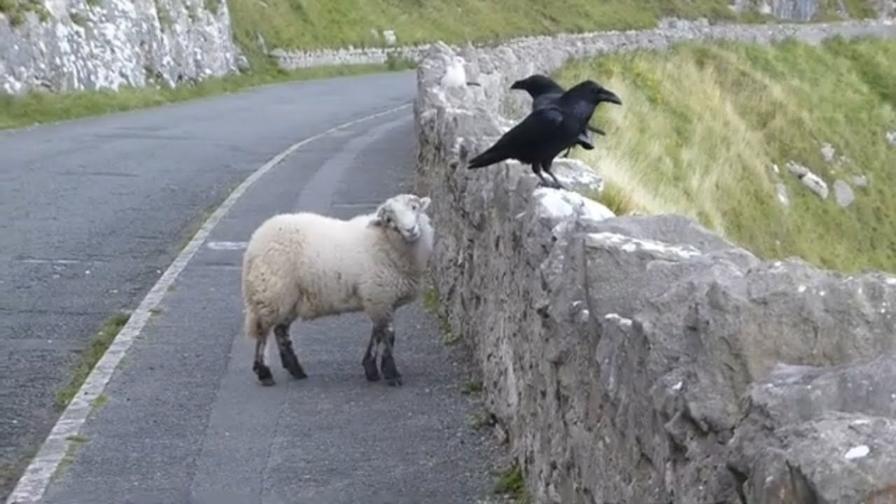 Great Orme Sheep & Ravens - YouTube