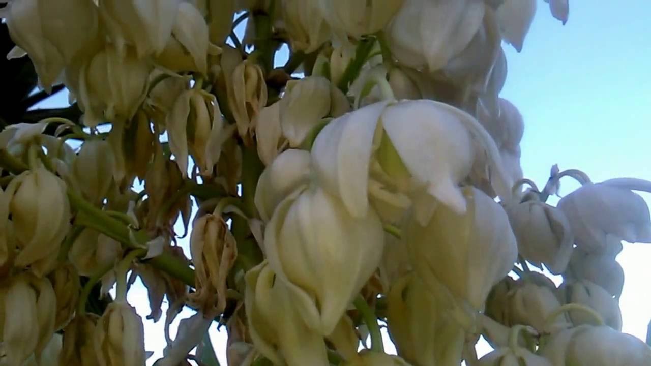 flores de Yucca - YouTube