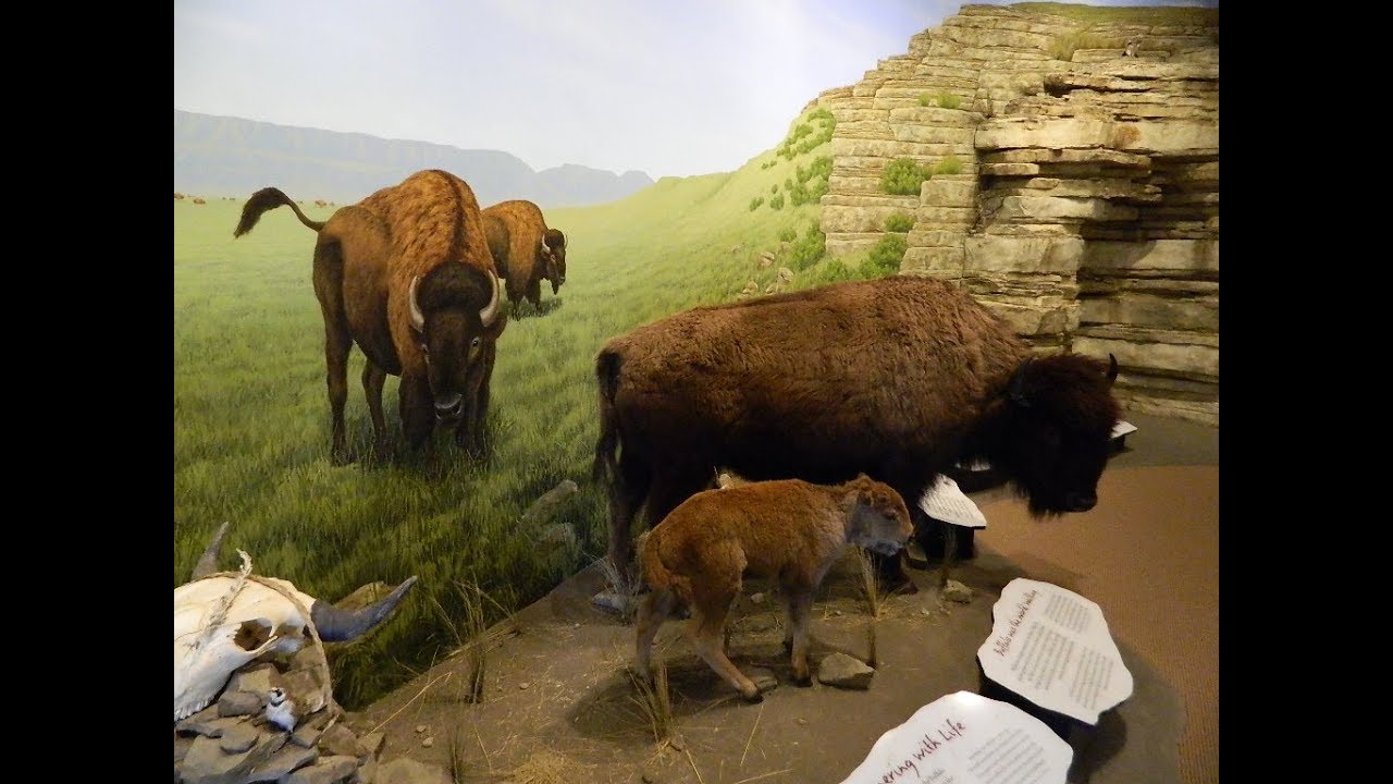 First Peoples Buffalo Jump State Park in Ulm, Montana - YouTube