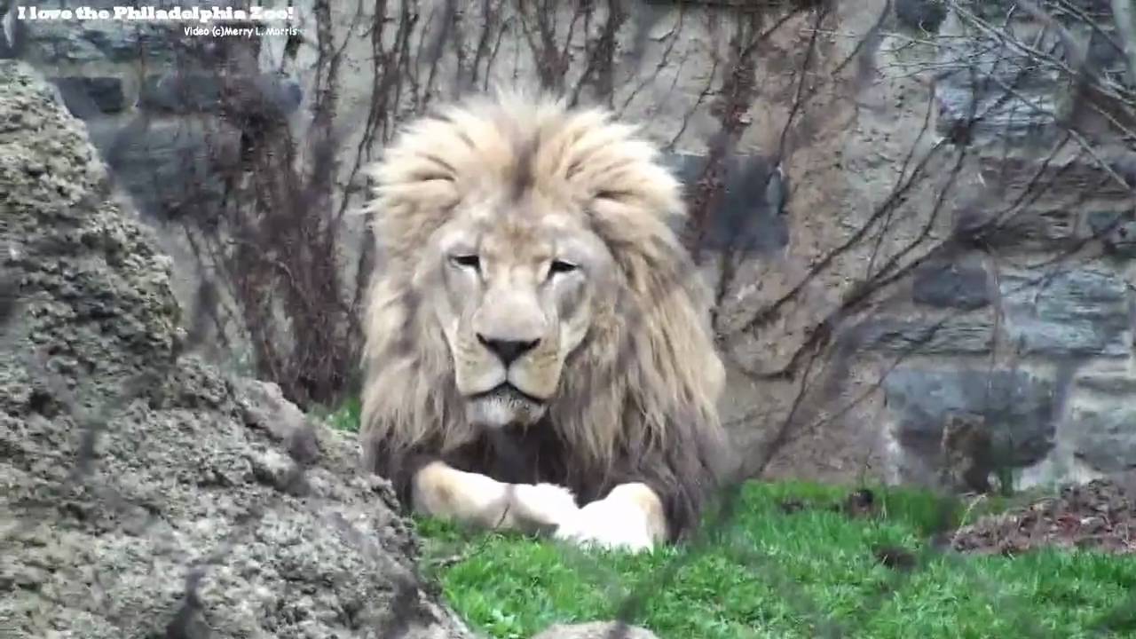 Philadelphia Zoo Lion Male Makes "Stinky Face" - YouTube