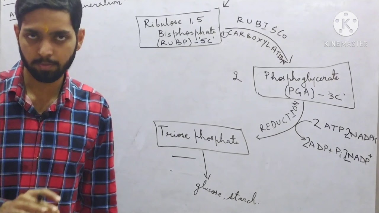 The C3 Cycle (CALVIN CYCLE),Photosynthesis, Biology, Class 11,NEET ...