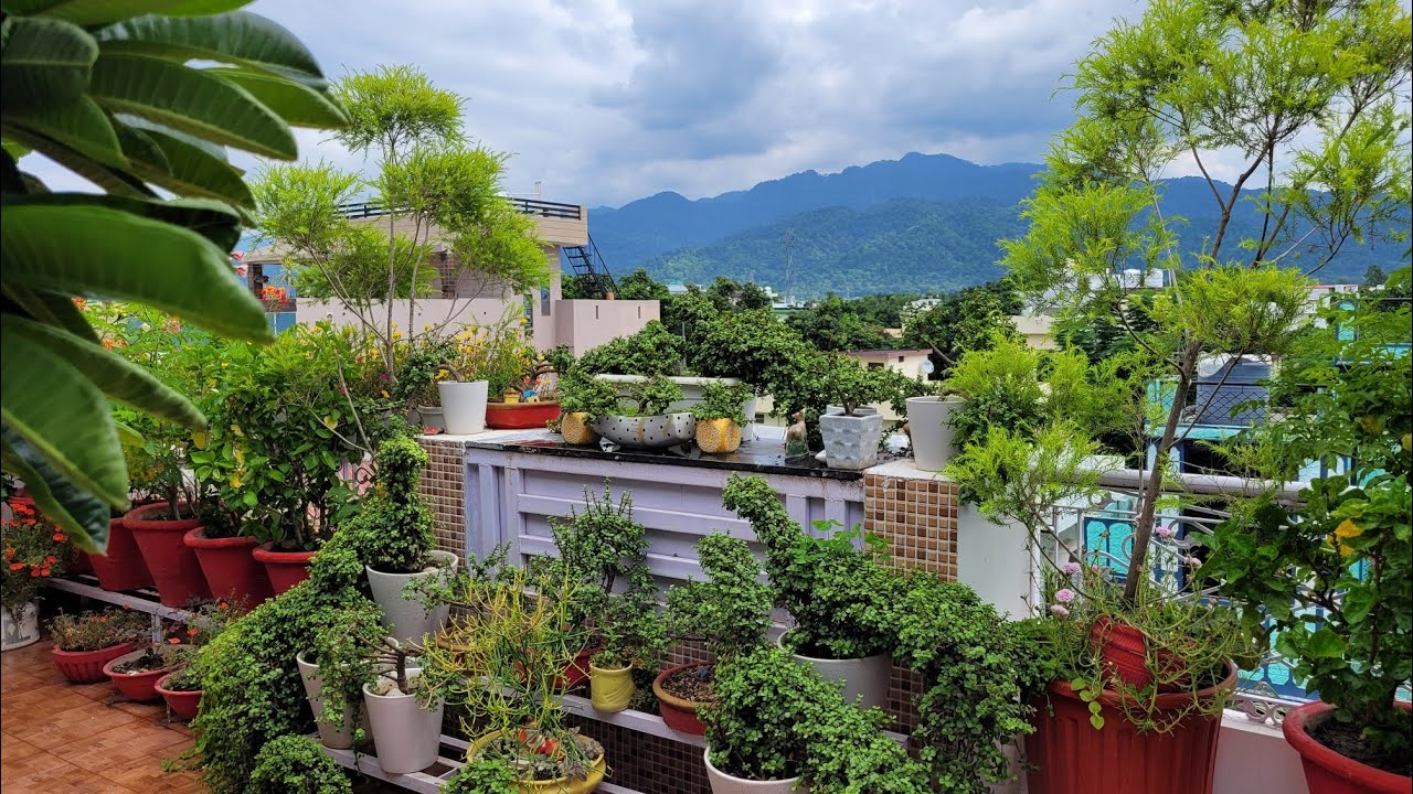 Blooming of new permanent flowers in my garden today 😍 - YouTube