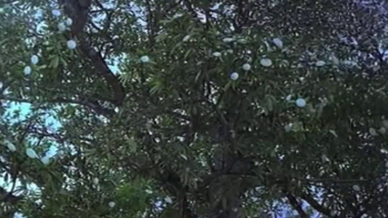 Palapoove ninthiru mangalya / Njan Gandarvan - YouTube