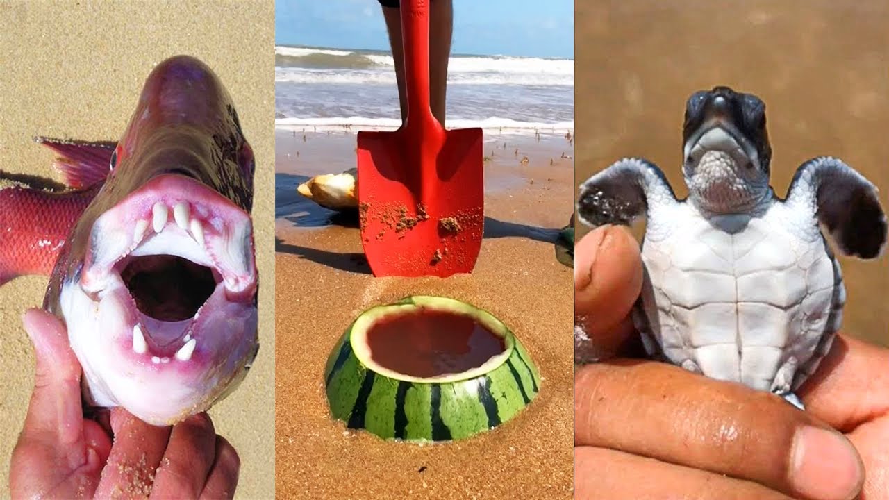 Catching Seafood 🦀🐙 ASMR Relaxing (Catch Shark, Fish, Deep Sea Monster ...