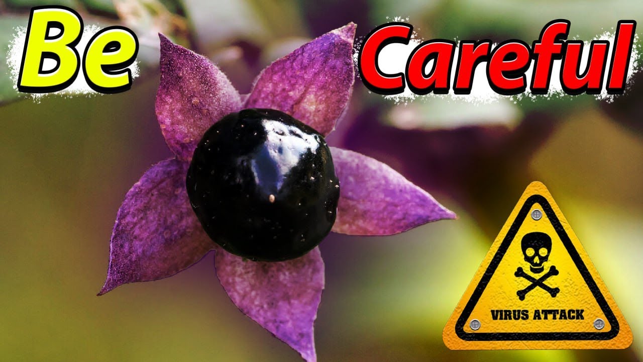 Top 10 World S Deadliest Plants at Russell Holloway blog