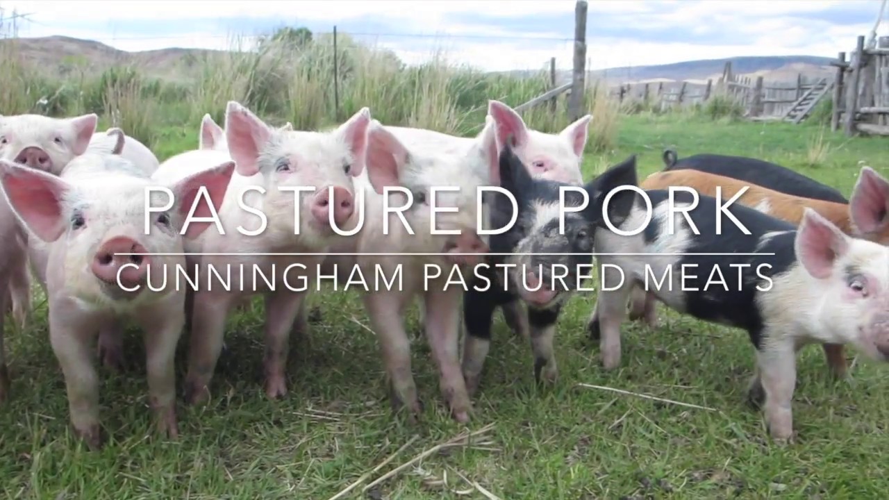 Pastured Pigs at Cunningham Pastured Meats - YouTube