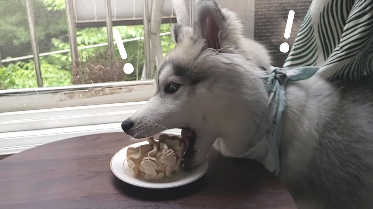 시베리안 허스키 새끼 아이스크림을 먹방|Siberian Husky Puppy eats ice-cream! - YouTube