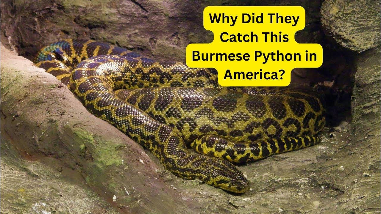 Why Did They Catch and Kill this Burmese Python in America?#Python # ...