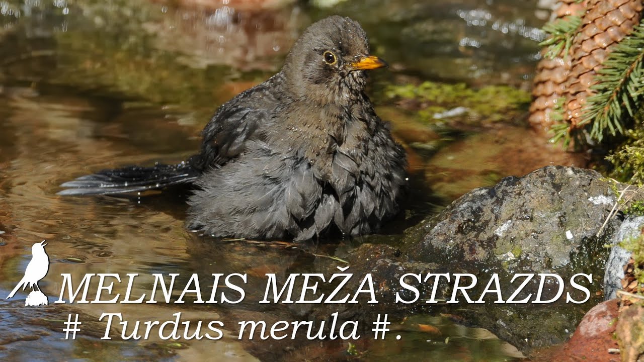 Putni / Birds : MELNAIS MEŽA STRAZDS / Turdus melura /. Jauns putns ...
