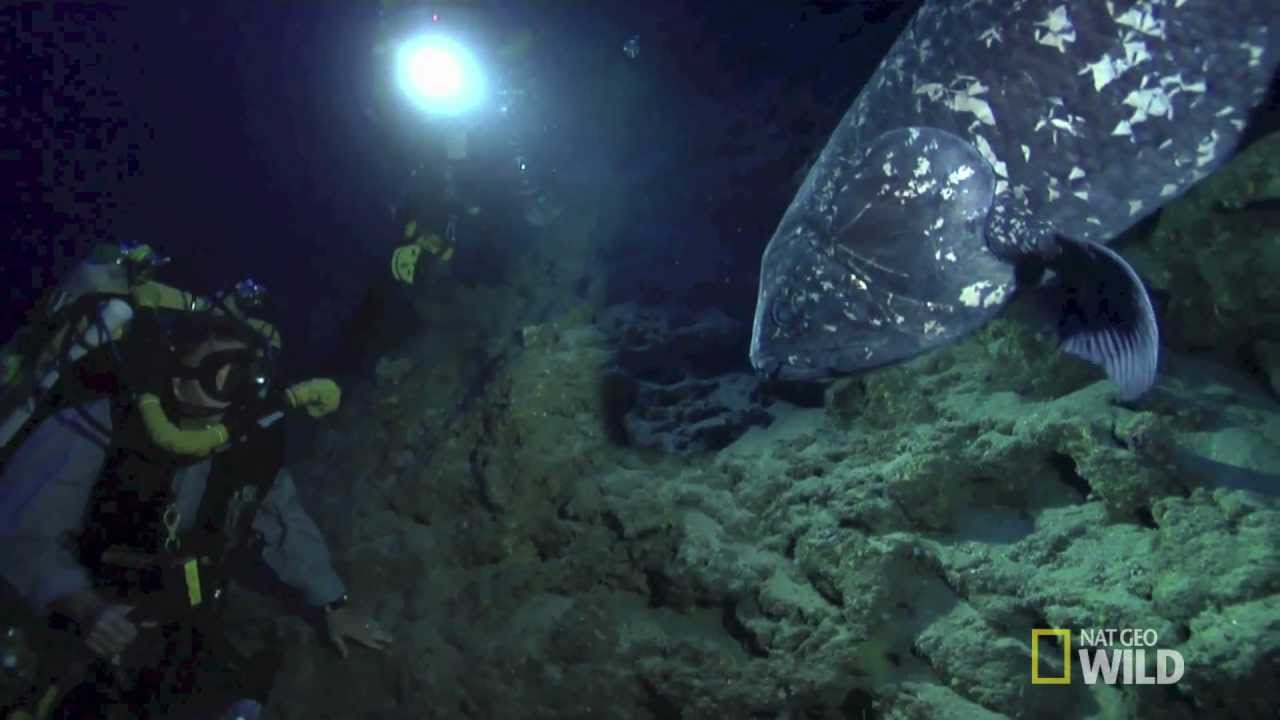 The One with the Dinofish - YouTube