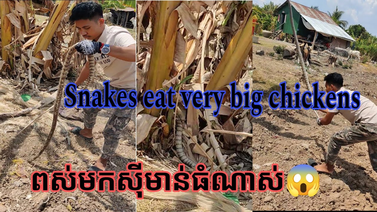 ពស់មកសុីមាន់ធំណាស់ Snakes eat very big chickens - YouTube
