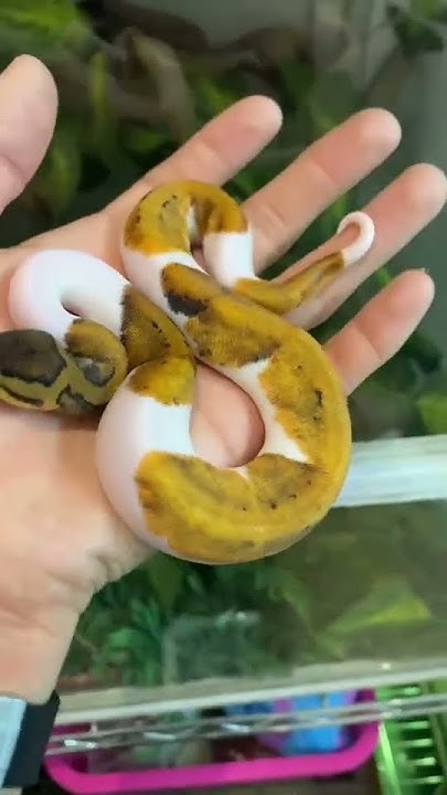 มาแล้วปี24 #บ้านสัตว์ประหลาด #ballpython #บอลไพธอน #snake #งู #งูบอล ...