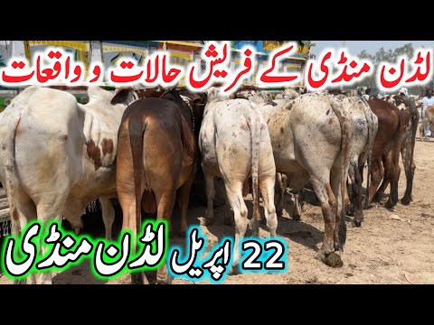Today Luddan Cow Mandi 2026 Fresh Rates Update | Sahiwal Cholistani Bachre & Cholistani Cows Price🔥