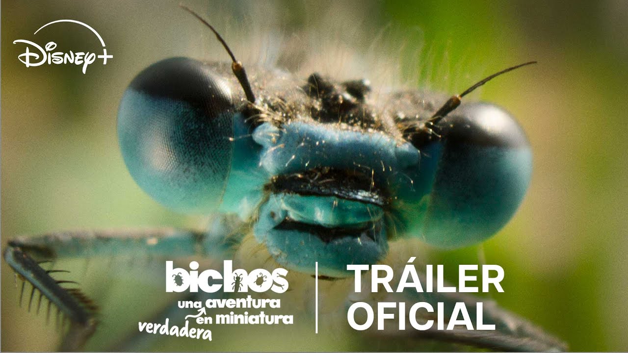 Bichos: Una verdadera aventura en miniatura | Tráiler oficial | Disney+ ...