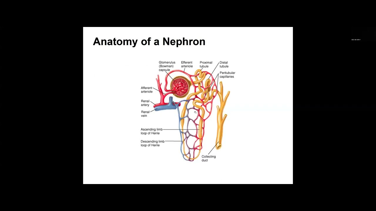 Mastering Medical Terminology Chapter 6: Urinary System - YouTube