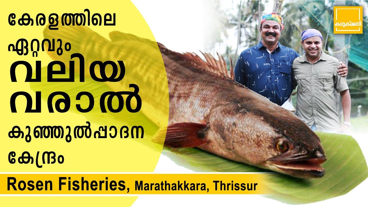 Varal fish farming/കേരളത്തിലെ ഏറ്റവും വലിയ വരാൽ കുഞ്ഞുൽപ്പാദന കേന്ദ്രം ...