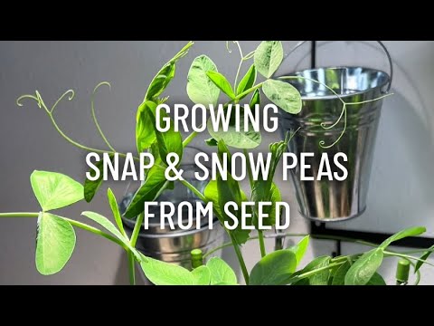 Growing Snap & Snow Peas from Seed for Indoor Garden