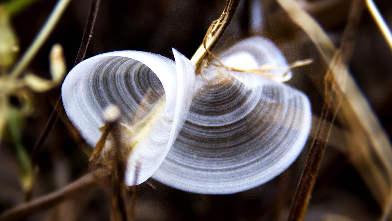Amazing nature! Beautiful ‘ice butterfly’ formed in north China - YouTube
