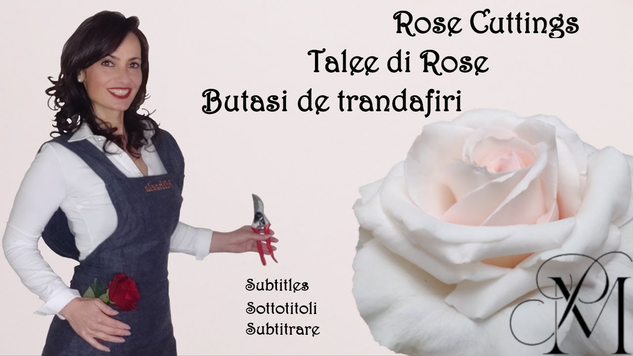 Talea di rosa - quando e come ottenerla con dimostrazione pratica - YouTube