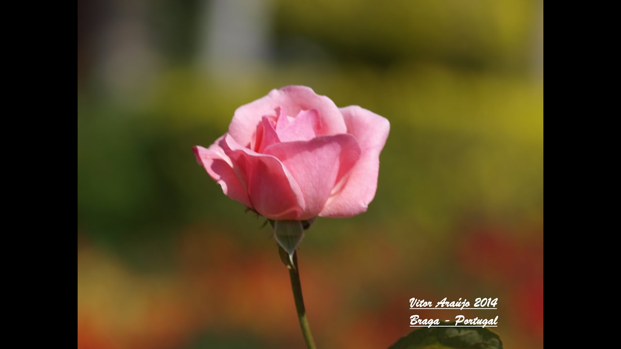 ONLY ROSES & SOUND - YouTube