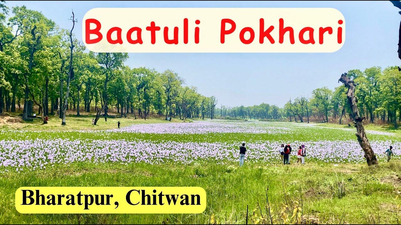चितवन भरतपुरमा रहेको Batuli Pokhari फुलहरूले सन्दर / Batuli pokhari in Bharatpur, Chitwan ...
