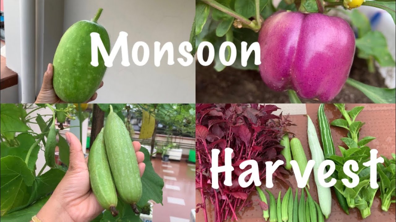 Harvesting Organic Monsoon Vegetables From My Terrace Garden - YouTube
