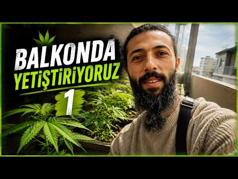 Balkonda Esrar Yetiştirme | Living Soil