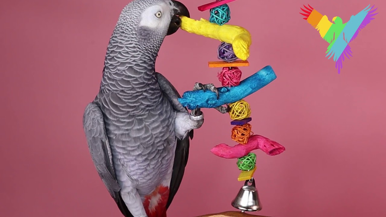 PARROT TOYS | PERKY PARROT TOYS, DRIFT AWAY | PARROT STATION - YouTube
