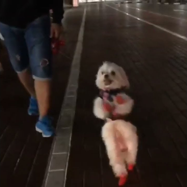 cute funny dog walking on two legs| #short #shortsvideo #shortvideo # ...