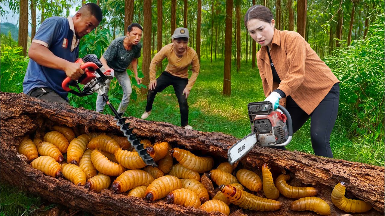 Harvest 10000+ itch bug to sell – Valakkai Bajji Recipe Cooking in Village | Giant python escape ...