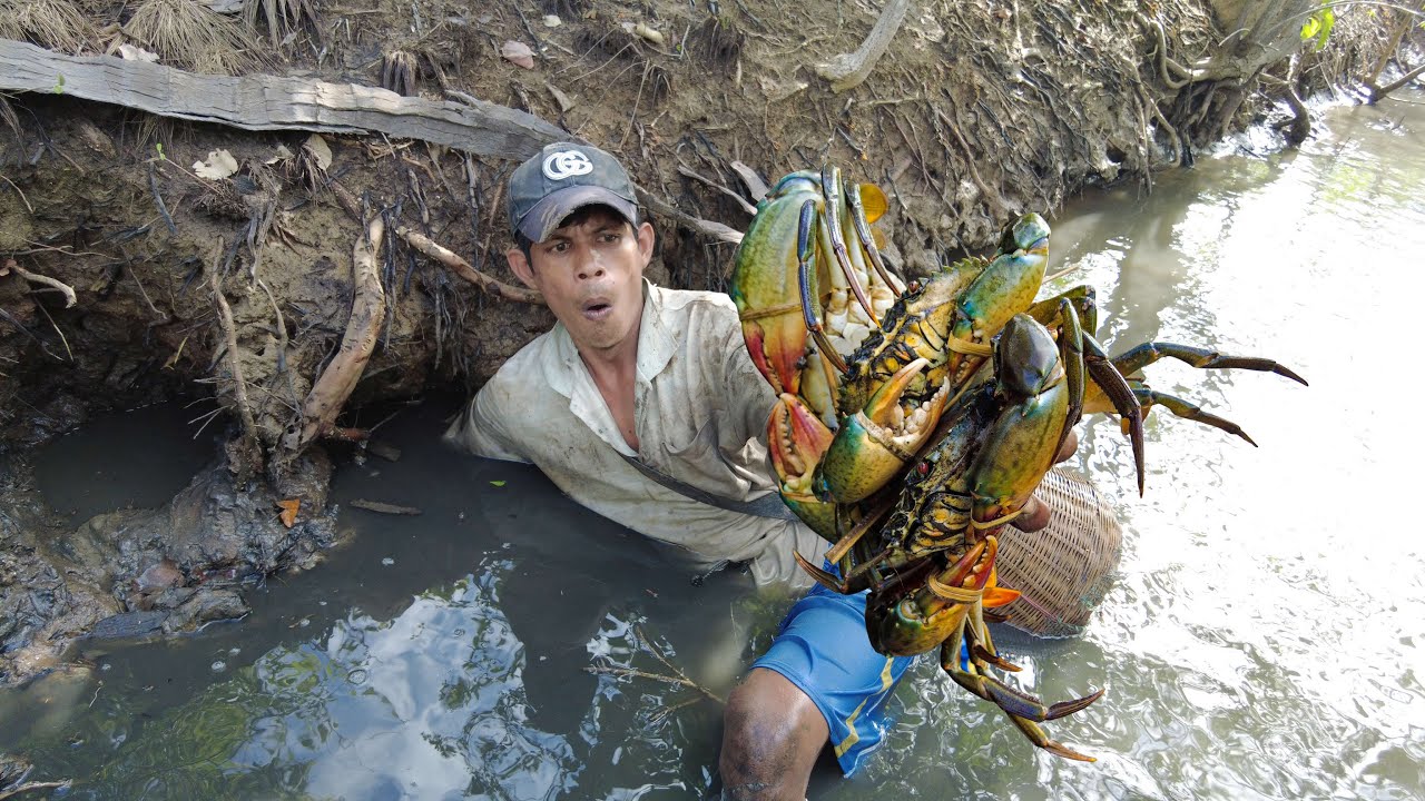 Amazing Digging Many Mud Crabs In Mud Holes at The Sea Swamp - Digging ...